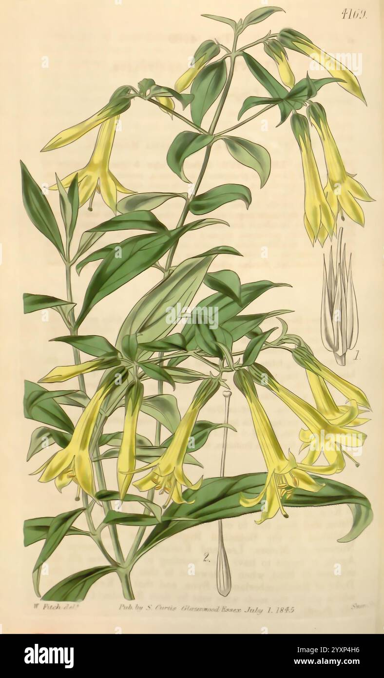 Curtis's Botanical Magazine, London, New York, botanical illustration ...