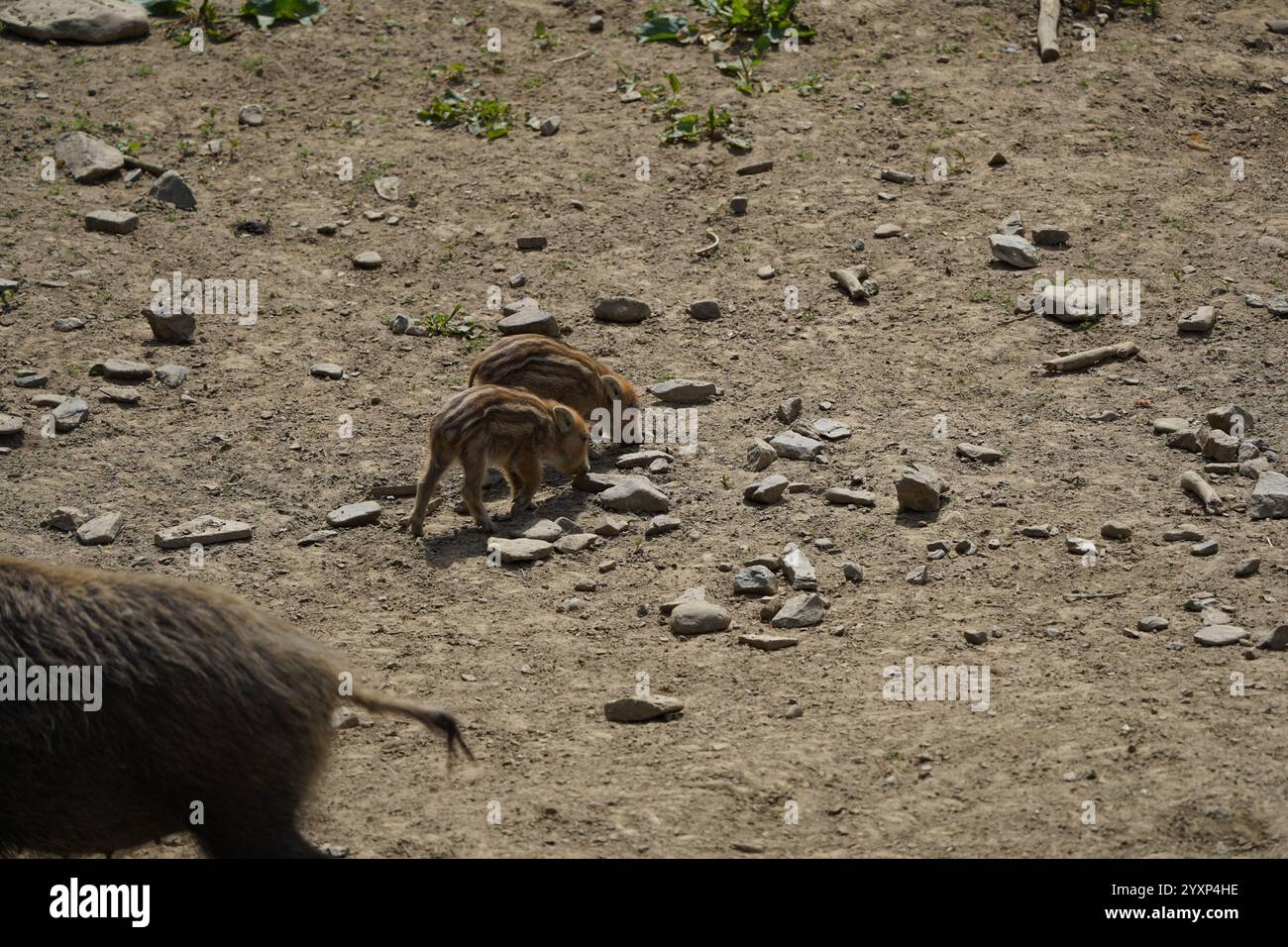 Two baby pigs are walking on a rocky ground. One of the pigs is looking ...