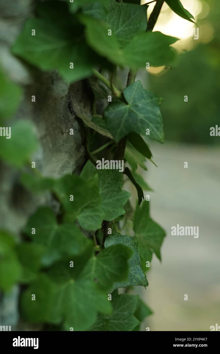 The ivy plant is green and growing on a wall. The leaves are curled and ...