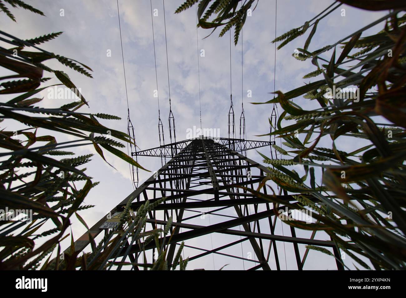 A tall power tower is seen through a field of tall grass. The sky is ...