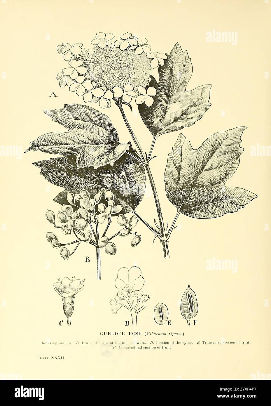 Trees and shrubs of the British Isles, London, Dent, 1909, botany ...