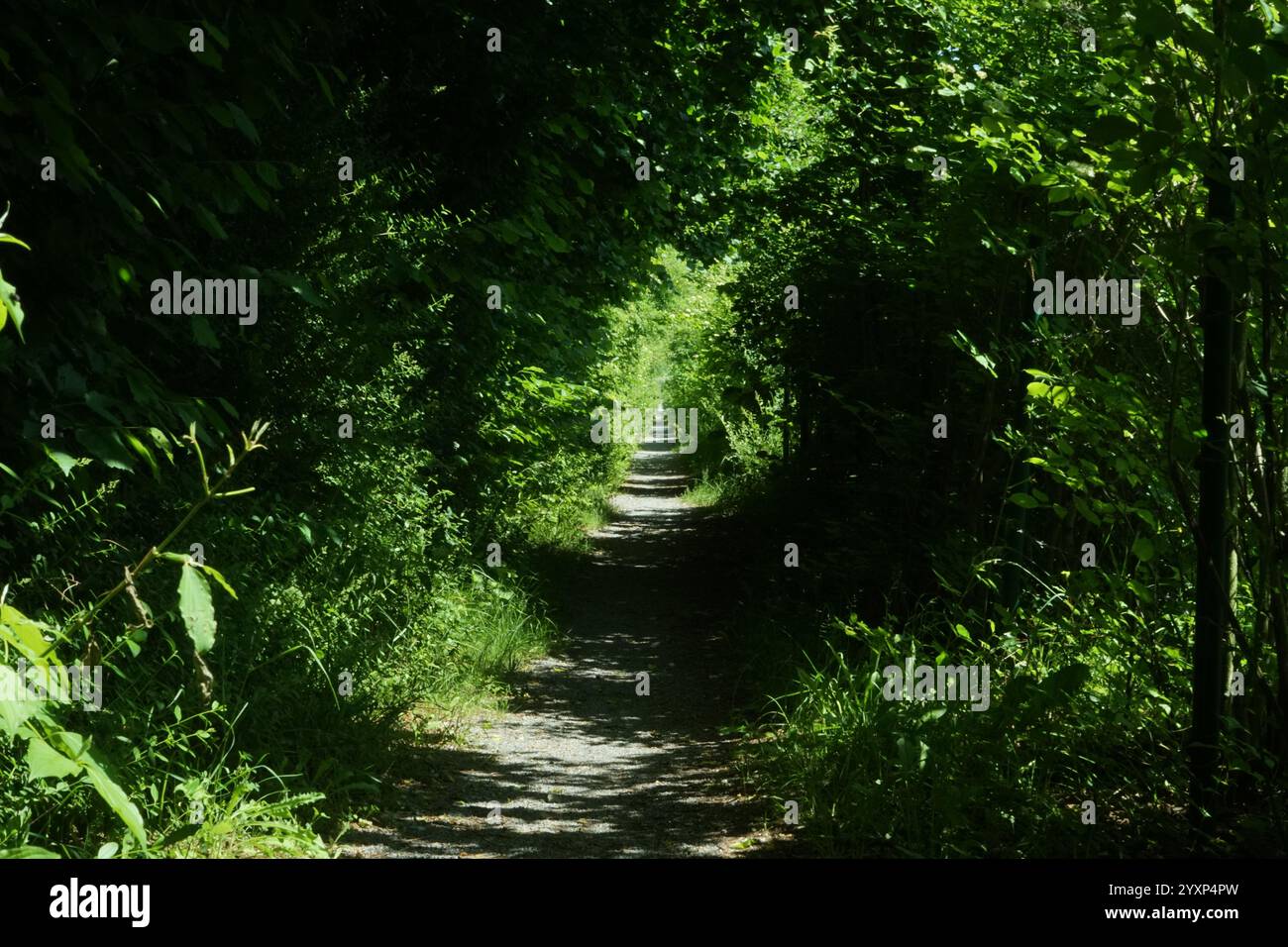 A path through a forest with trees on either side. The path is narrow ...