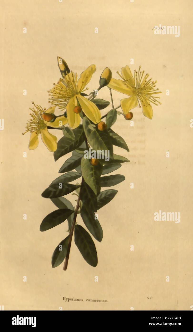 Budding seed pods hi-res stock photography and images - Alamy