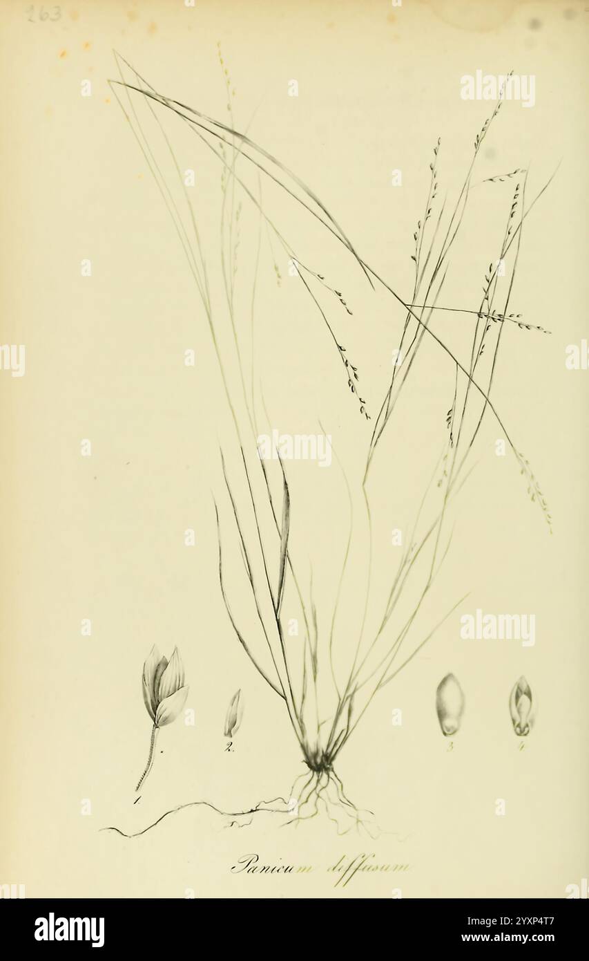 Species Graminum Petropoli Impensis Academiae Imperialis Scientiarum ...
