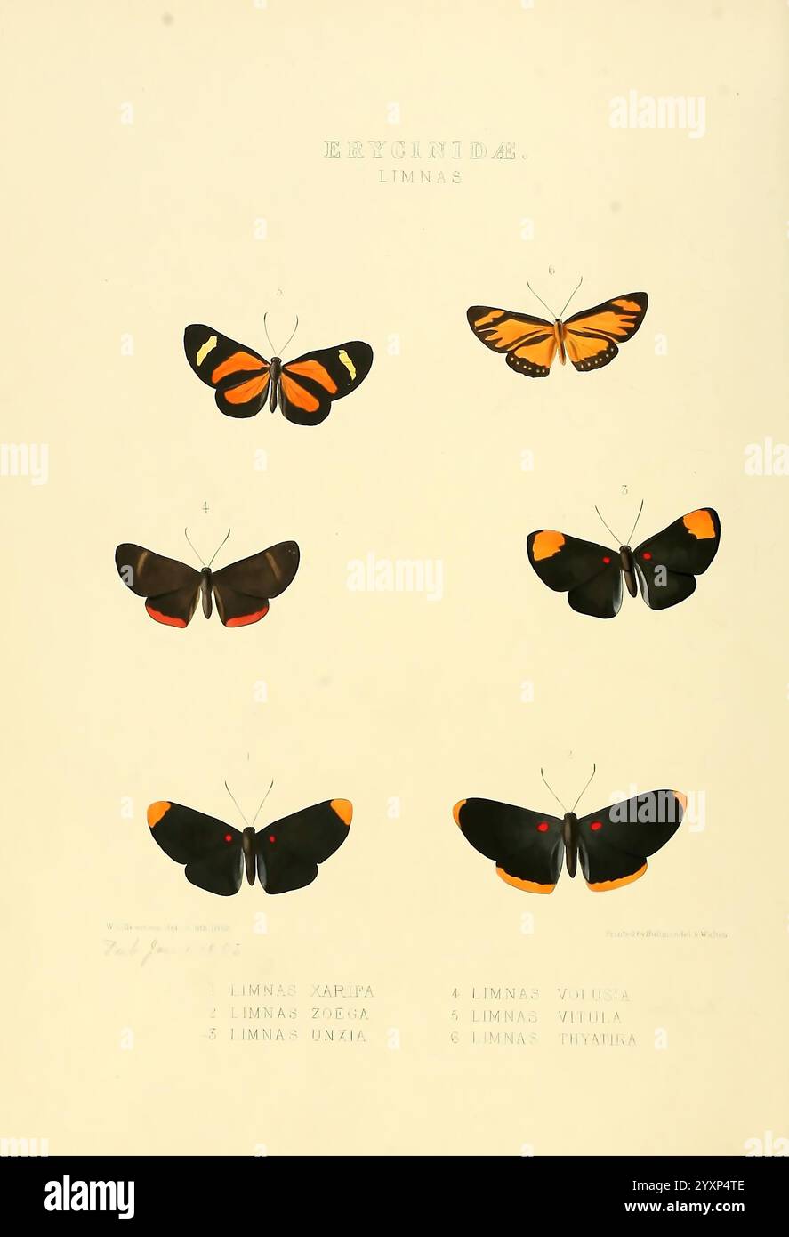 Illustrations of new species of exotic butterflies London John Van ...
