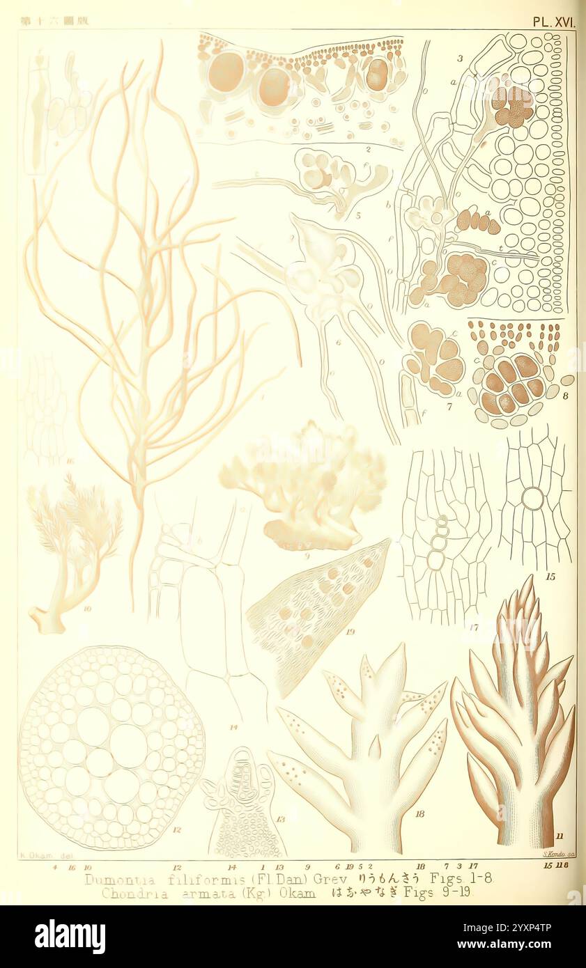Icons of Japanese algae, Tokyo, Kazamashobo 1907-1942, algae, botany ...