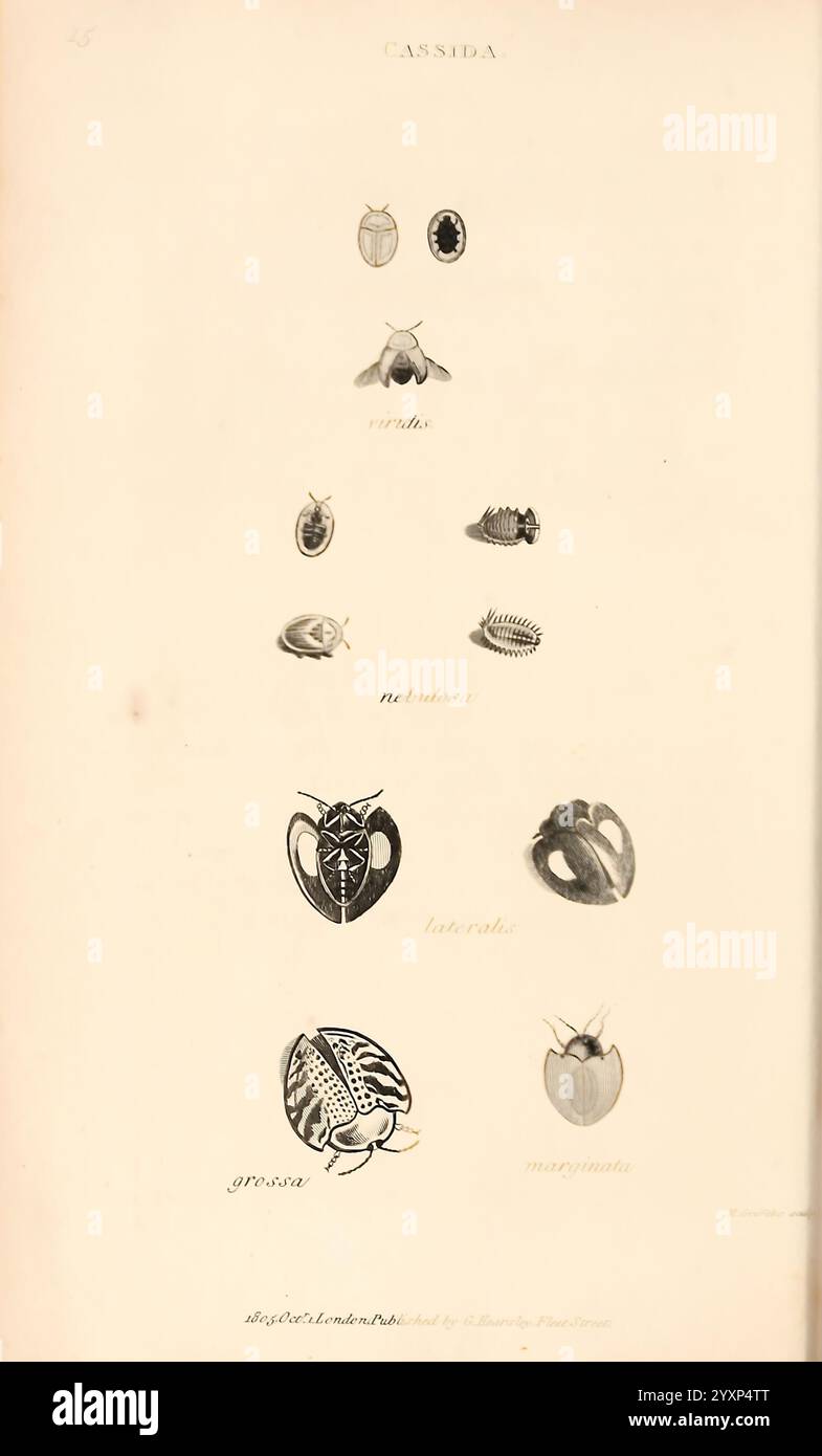 Varying shell shapes hi-res stock photography and images - Alamy