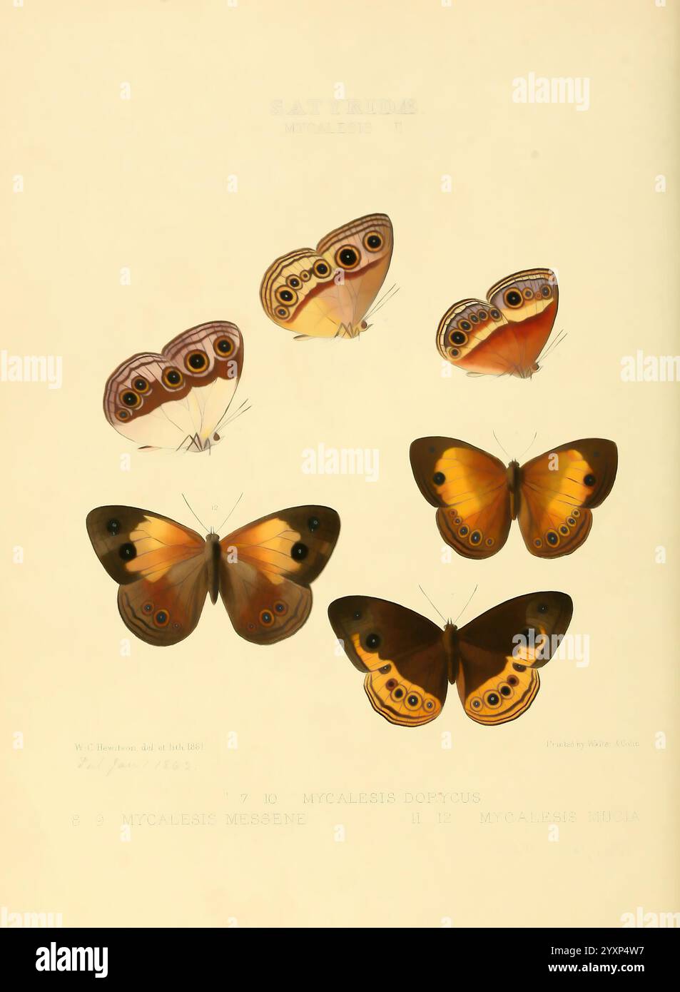 Illustrations of new species of exotic butterflies London, John Van ...
