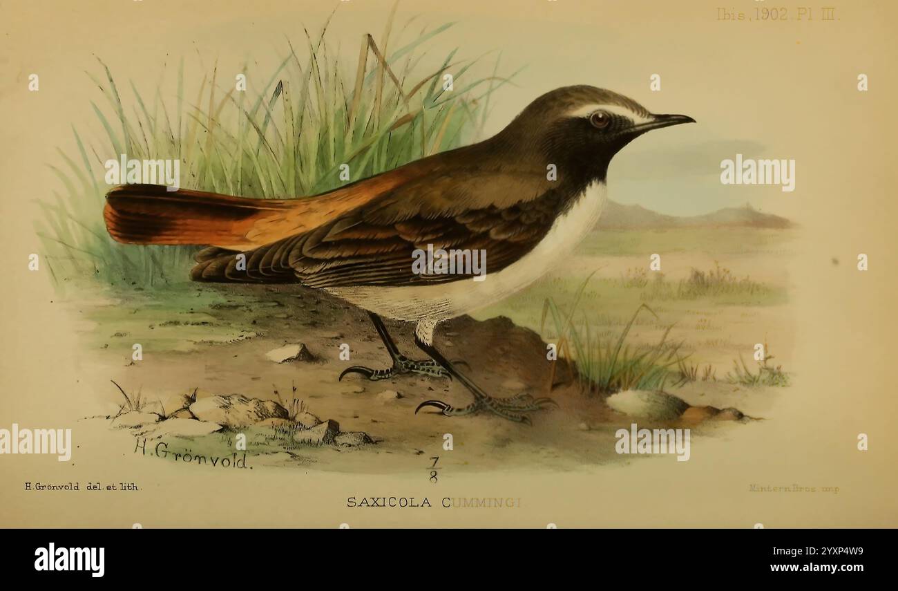 Birds captivating characteristics hi-res stock photography and images ...