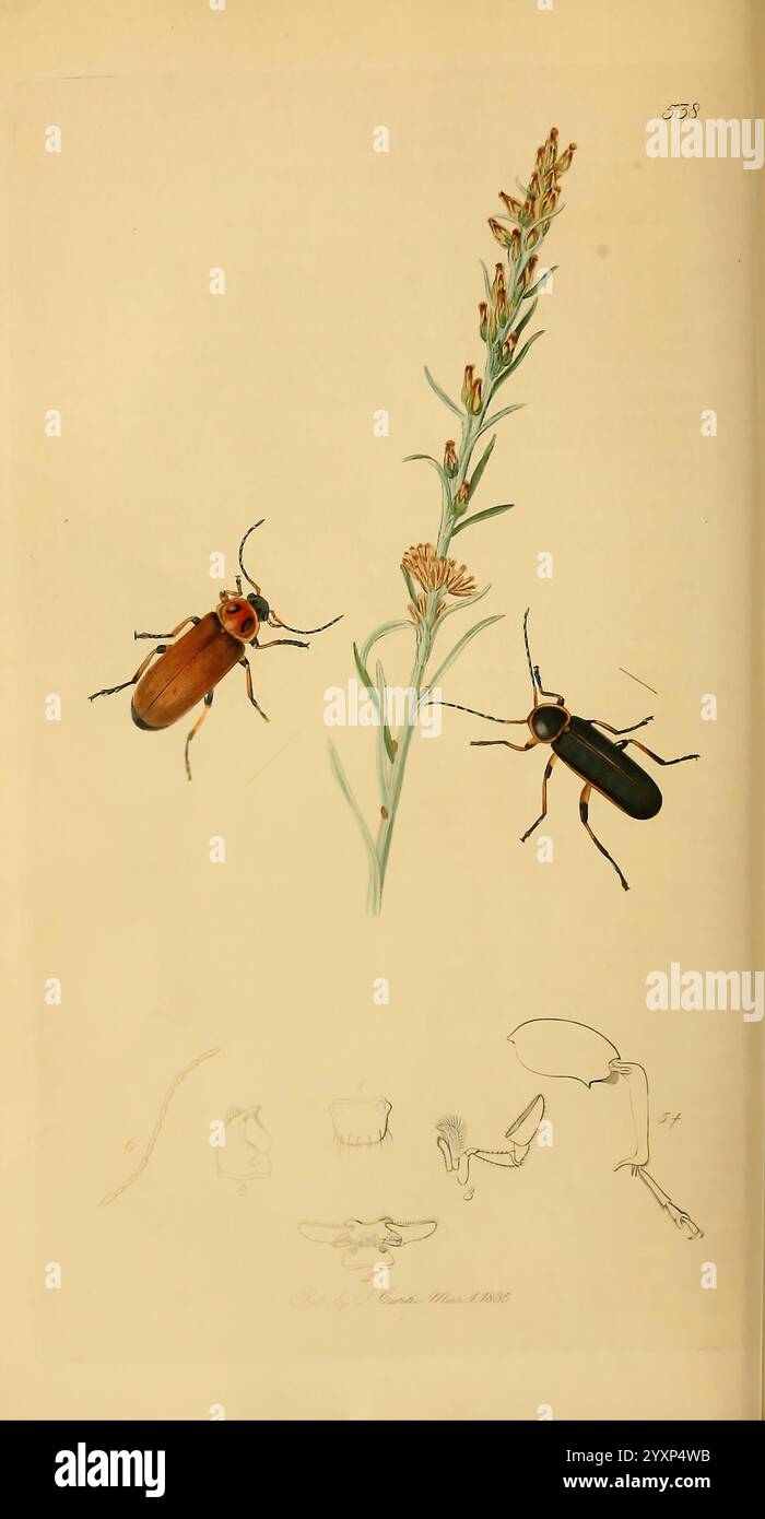 Showcase anatomical details hi-res stock photography and images - Alamy