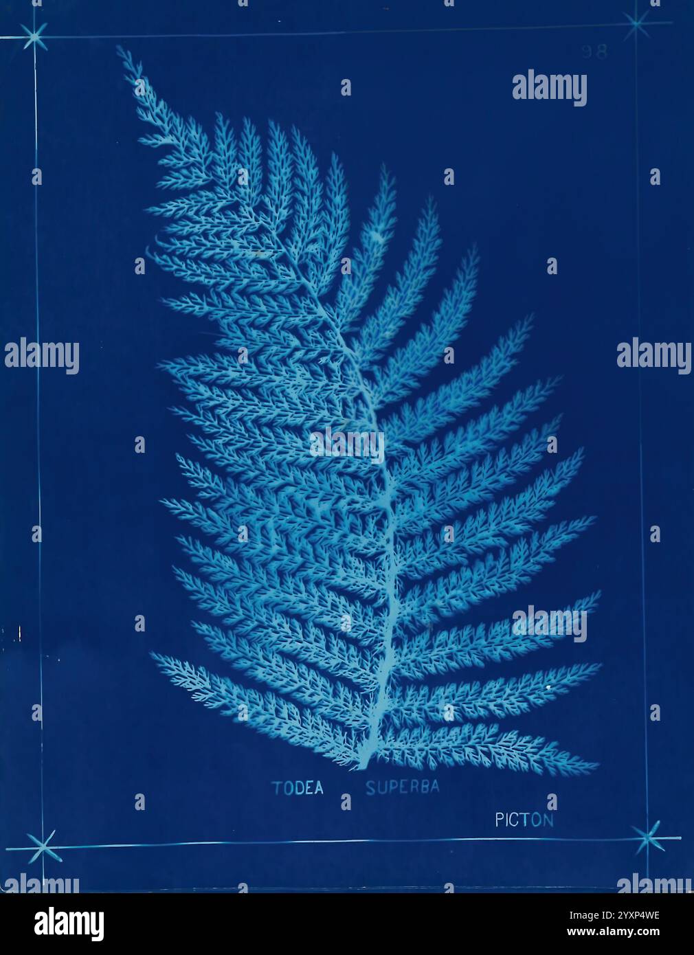 New Zealand ferns Auckland, New Zealand Dobbie, H. B. 1880, botany ...