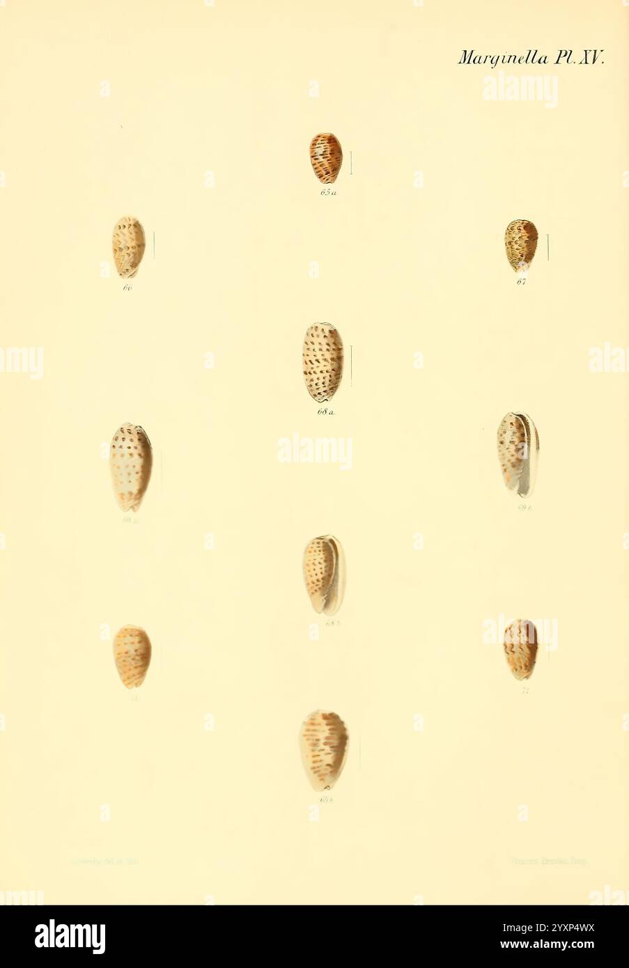 Conchologia iconica, or Illustrations of the shells of molluscous ...