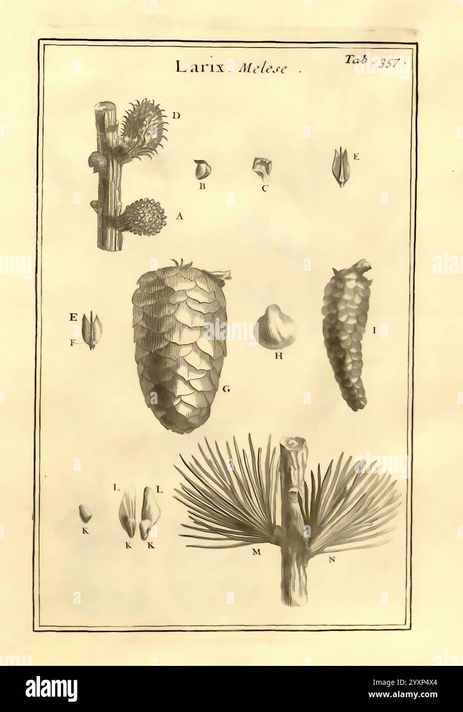 Joseph Pitton de Tournefort, Institutiones rei herbariae, Parisiis, E ...