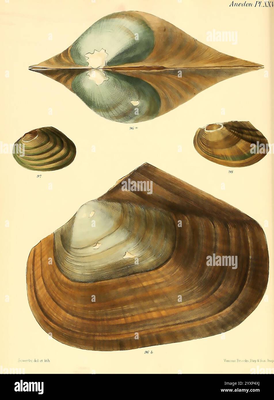 Conchologia iconica, or Illustrations of the shells of molluscous ...