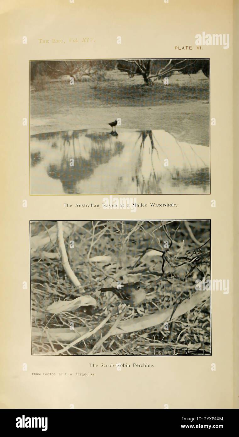 The Emu, Melbourne, Royal Australasian Ornithologists Union, 1901 ...