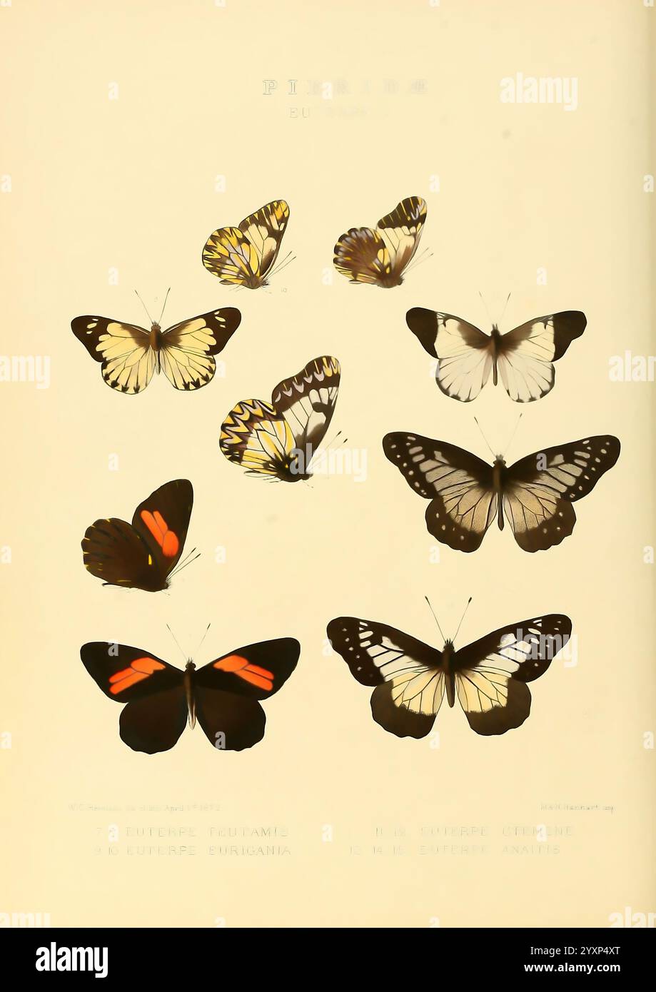 Illustrations, Of, New, Species, Of, Exotic, Butterflies London, John ...