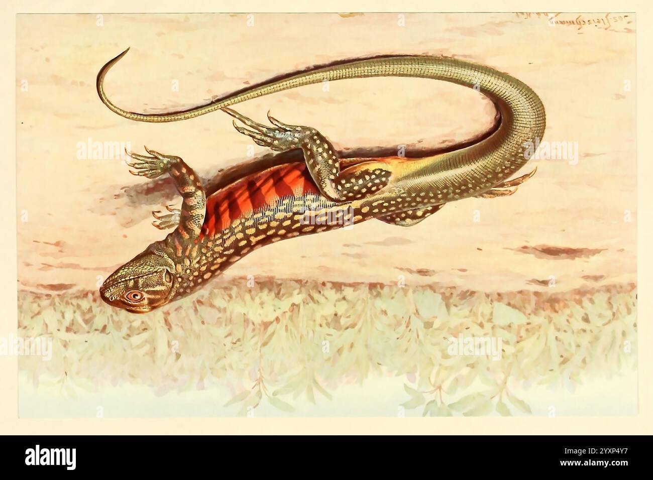 Tail elegantly curled hi-res stock photography and images - Alamy