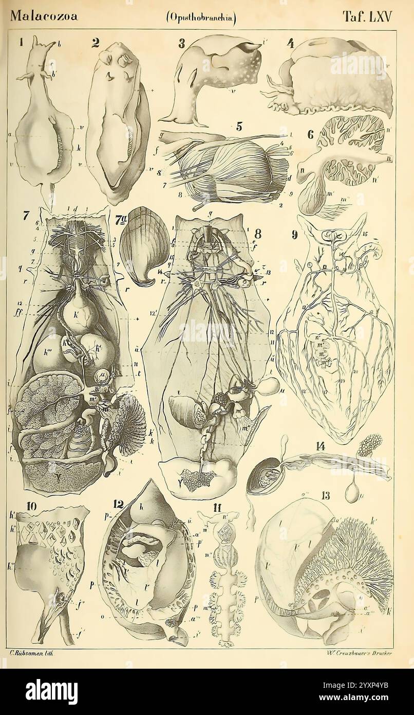 Understanding malacostracan biology hi-res stock photography and images ...
