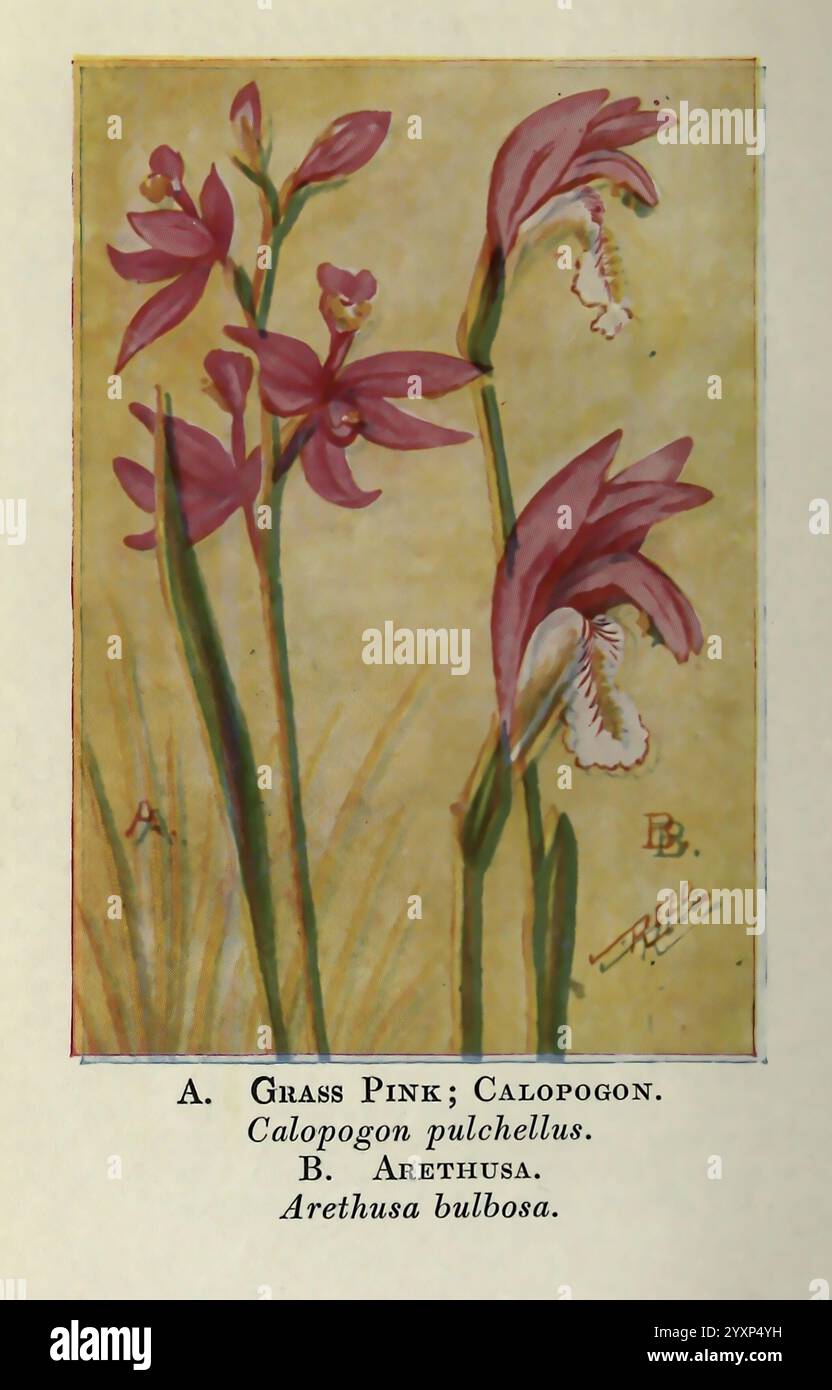 Exhibit unique petal shapes hi-res stock photography and images - Alamy