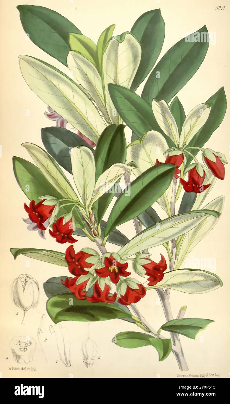 Curtis's Botanical Magazine London New York Botanical Illustration ...