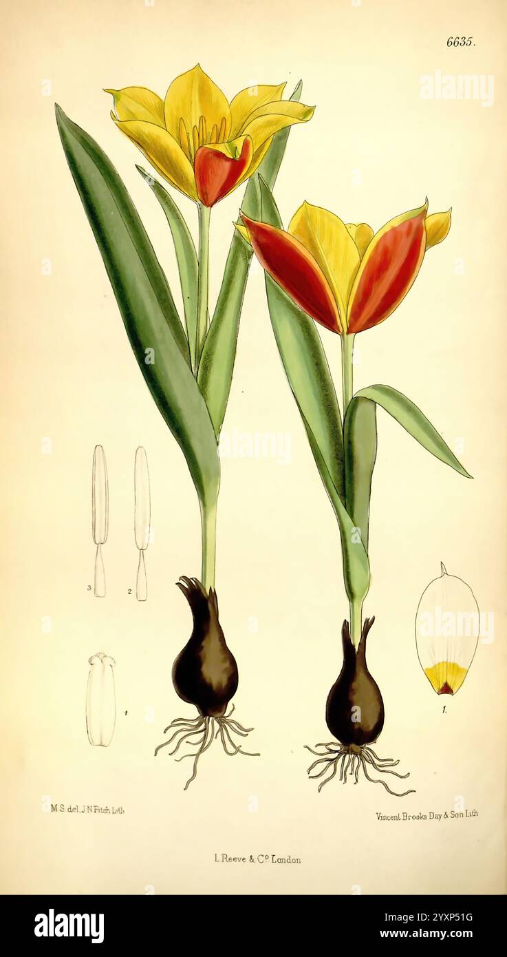 Curtis's Botanical Magazine, London, New York, botanical illustration ...
