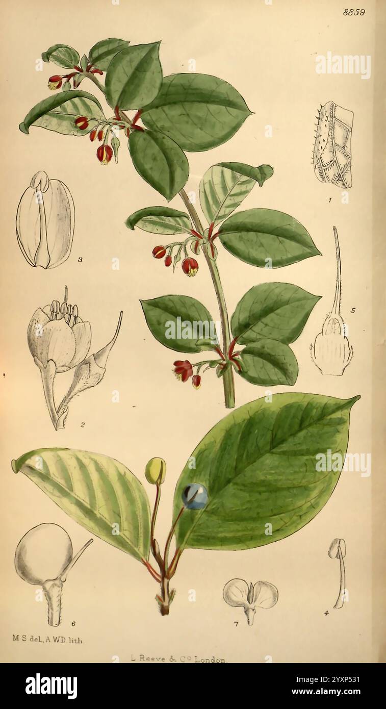 Family sabiaceae hi-res stock photography and images - Alamy