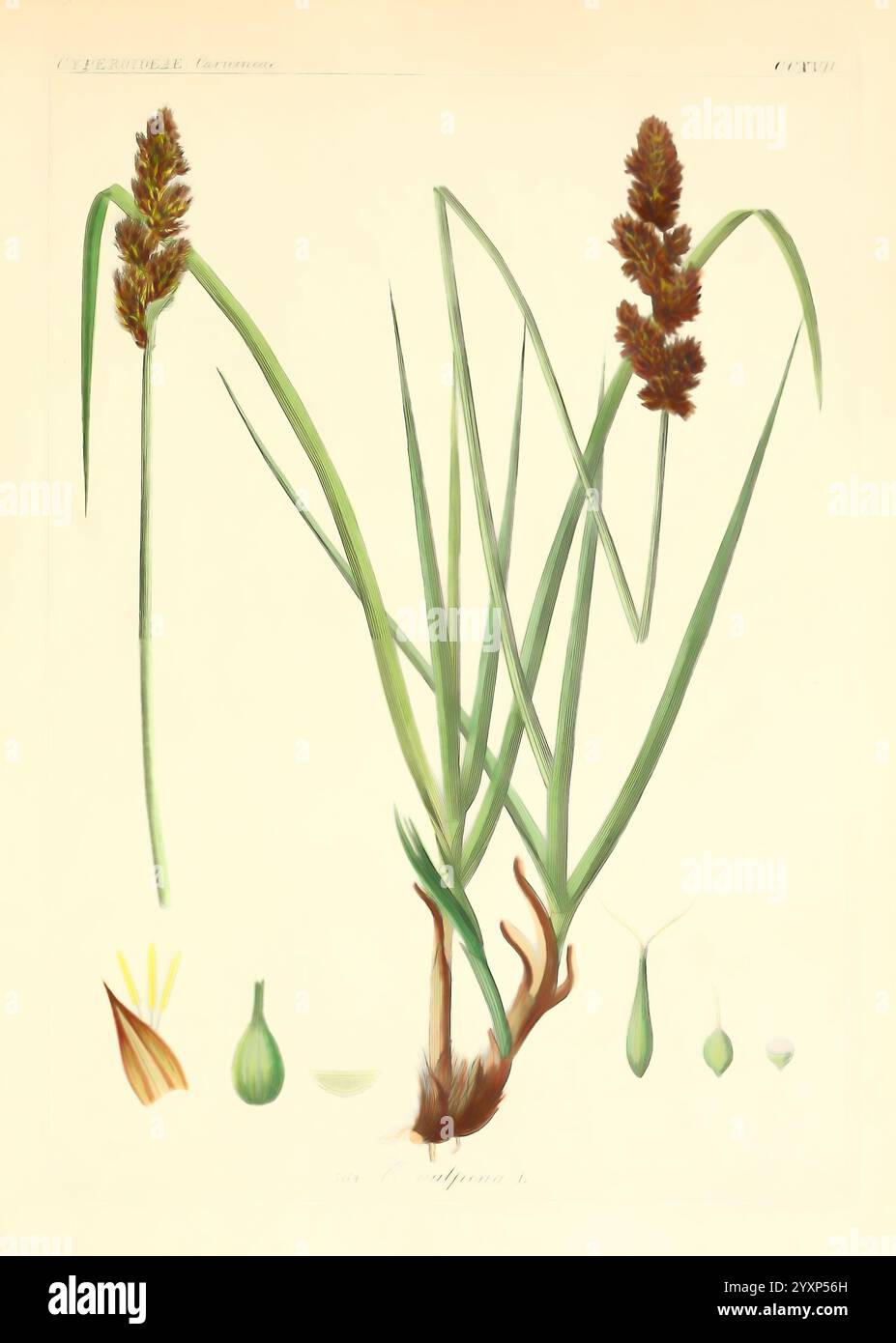 Sedge morphology hi-res stock photography and images - Alamy