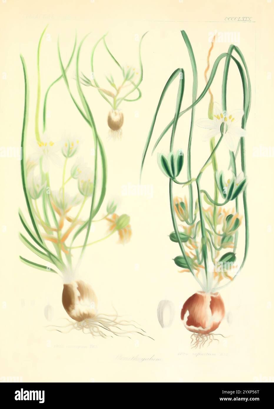 Sturdy bulb structures hi-res stock photography and images - Alamy