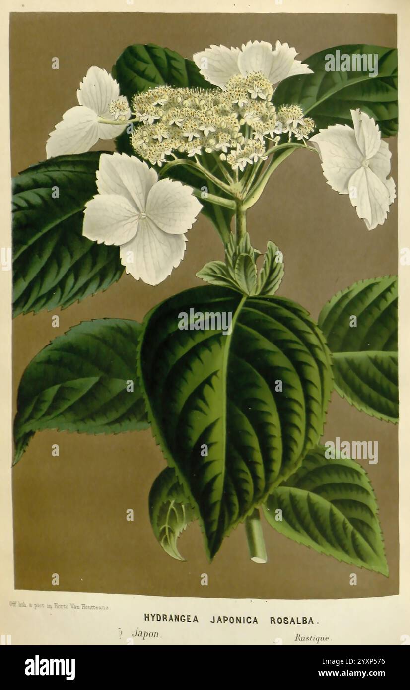 Hydrangea japonica rosalia hi-res stock photography and images - Alamy