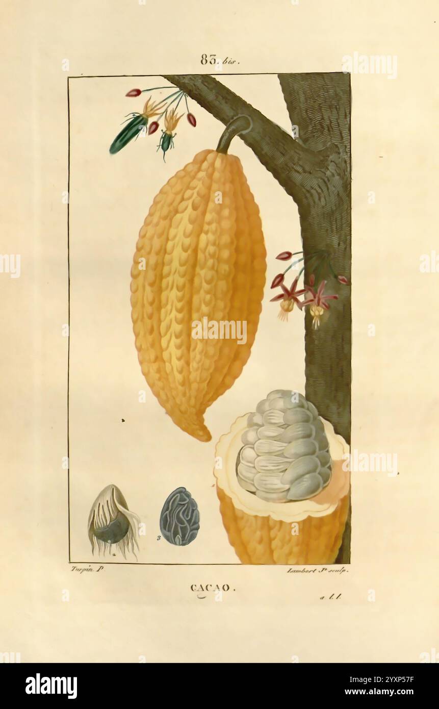 Vibrant depiction of cacao plants hi-res stock photography and images ...