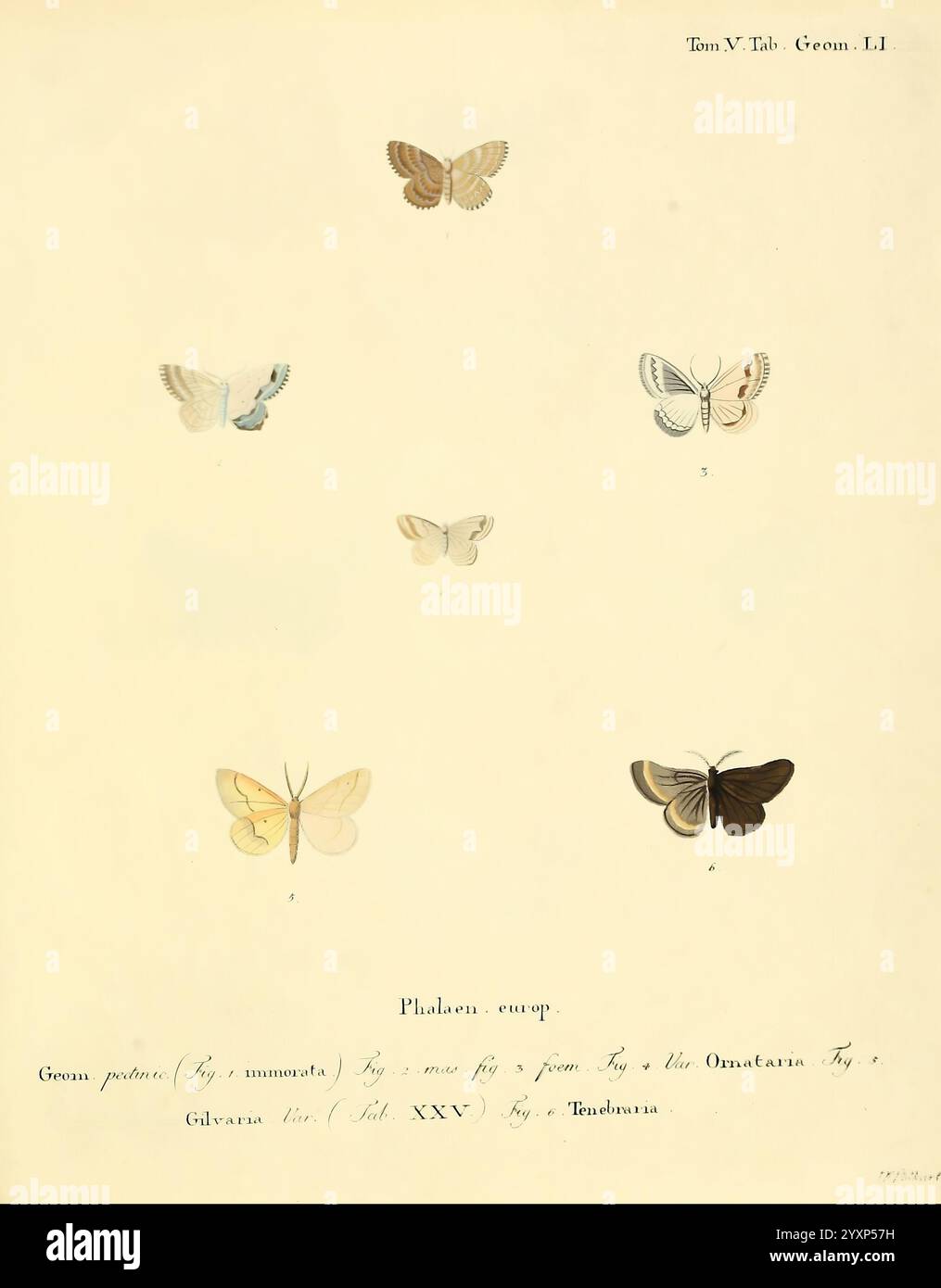 1829 1839 butterflies europe lepidoptera pictorial works hi-res stock ...
