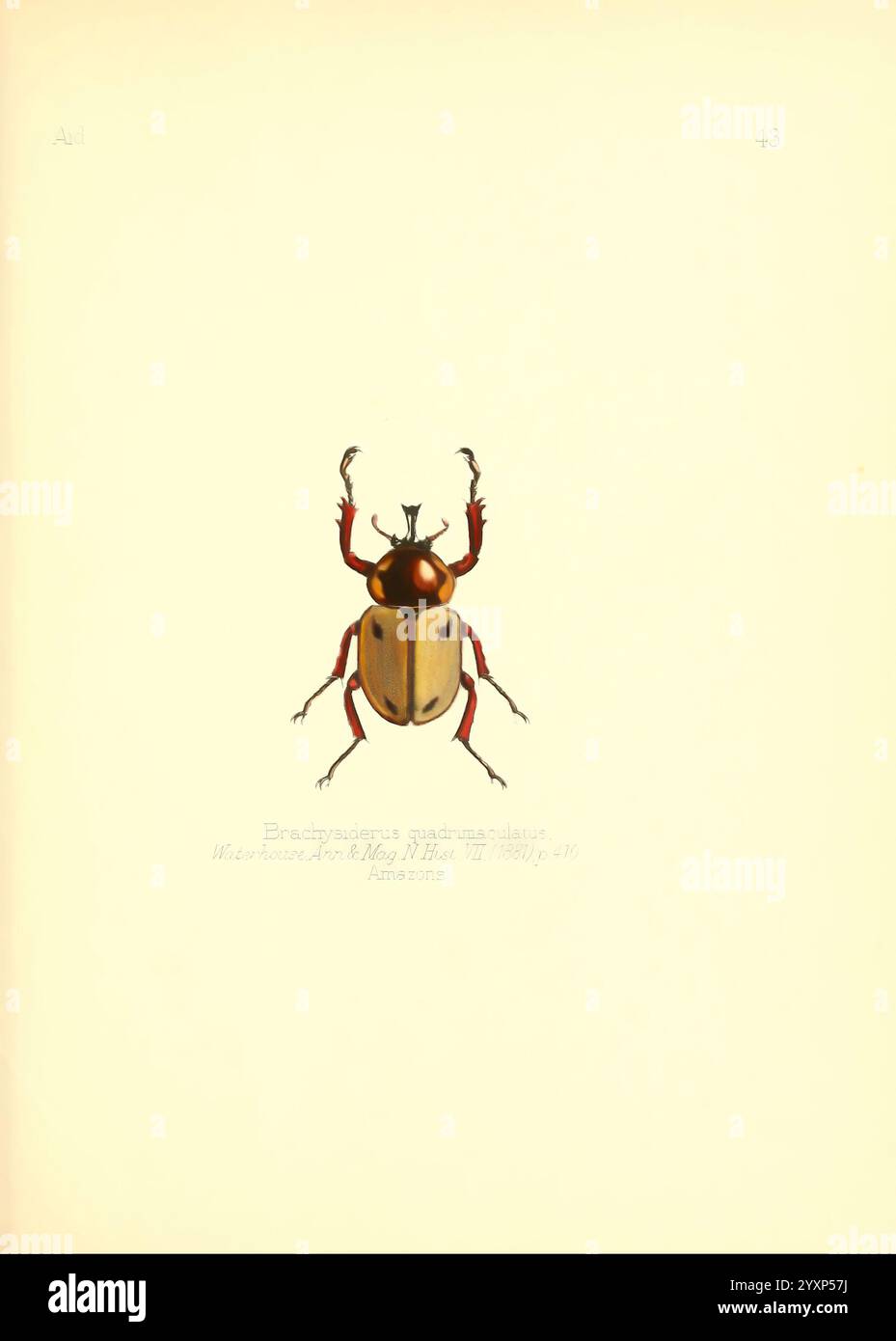 1880 90 classification insects hi-res stock photography and images - Alamy