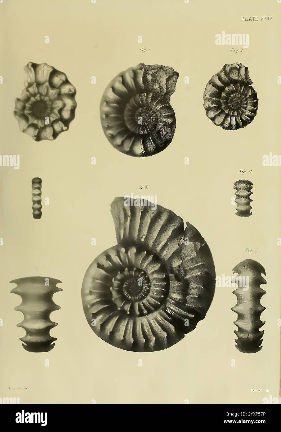 Diverse morphology of ammonites hi-res stock photography and images - Alamy
