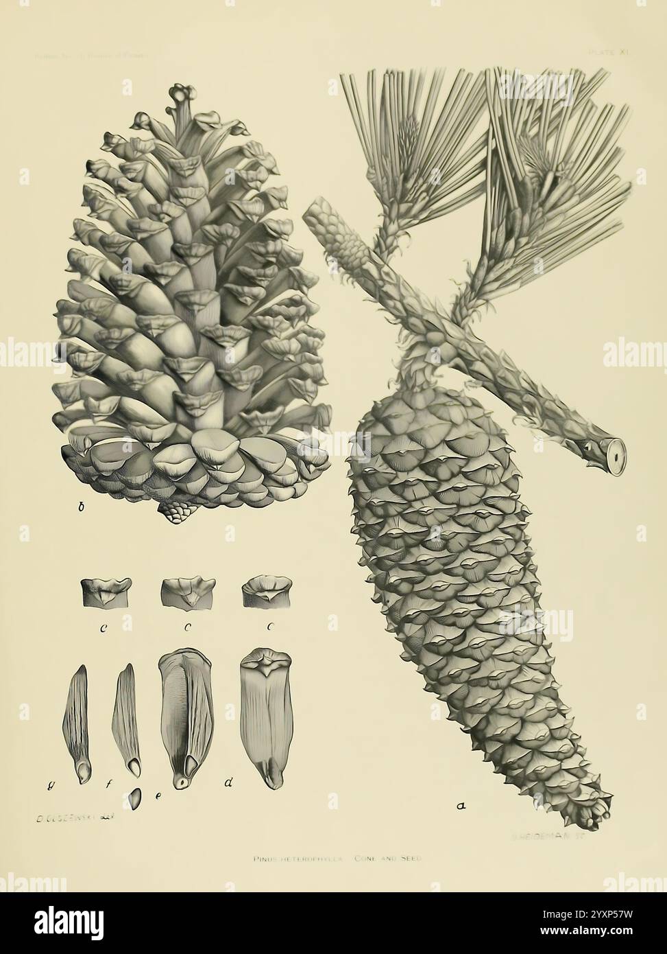 The, timber, pines, of, the, southern, United States, Washington, Govt ...