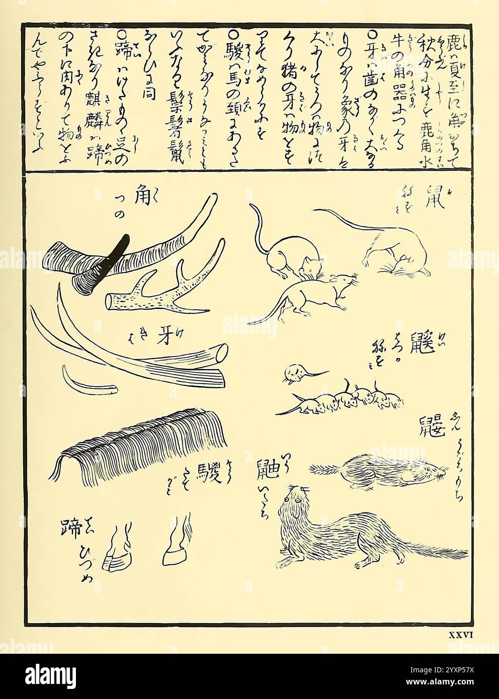 Cataloging animal forms hi-res stock photography and images - Alamy