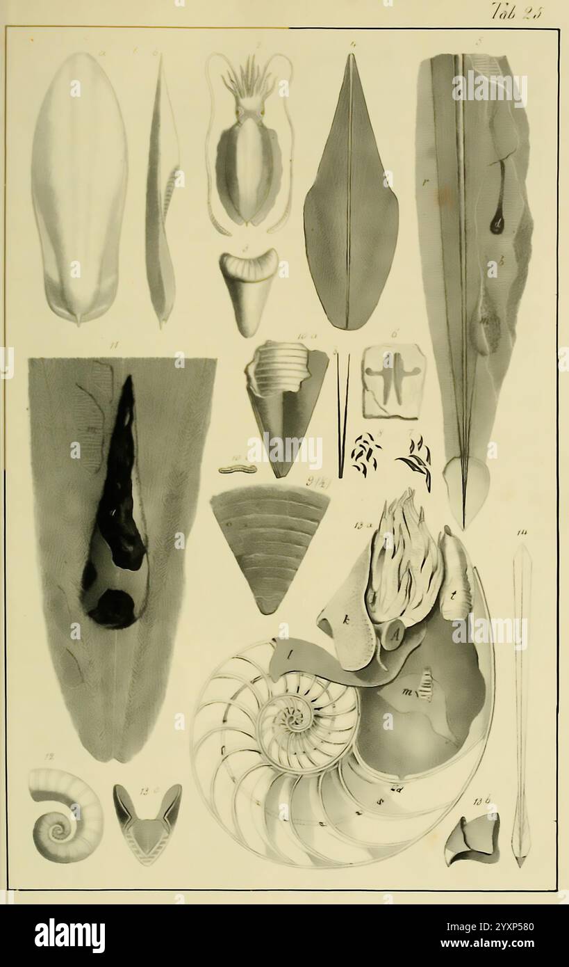 Diverse shell structures hi-res stock photography and images - Alamy