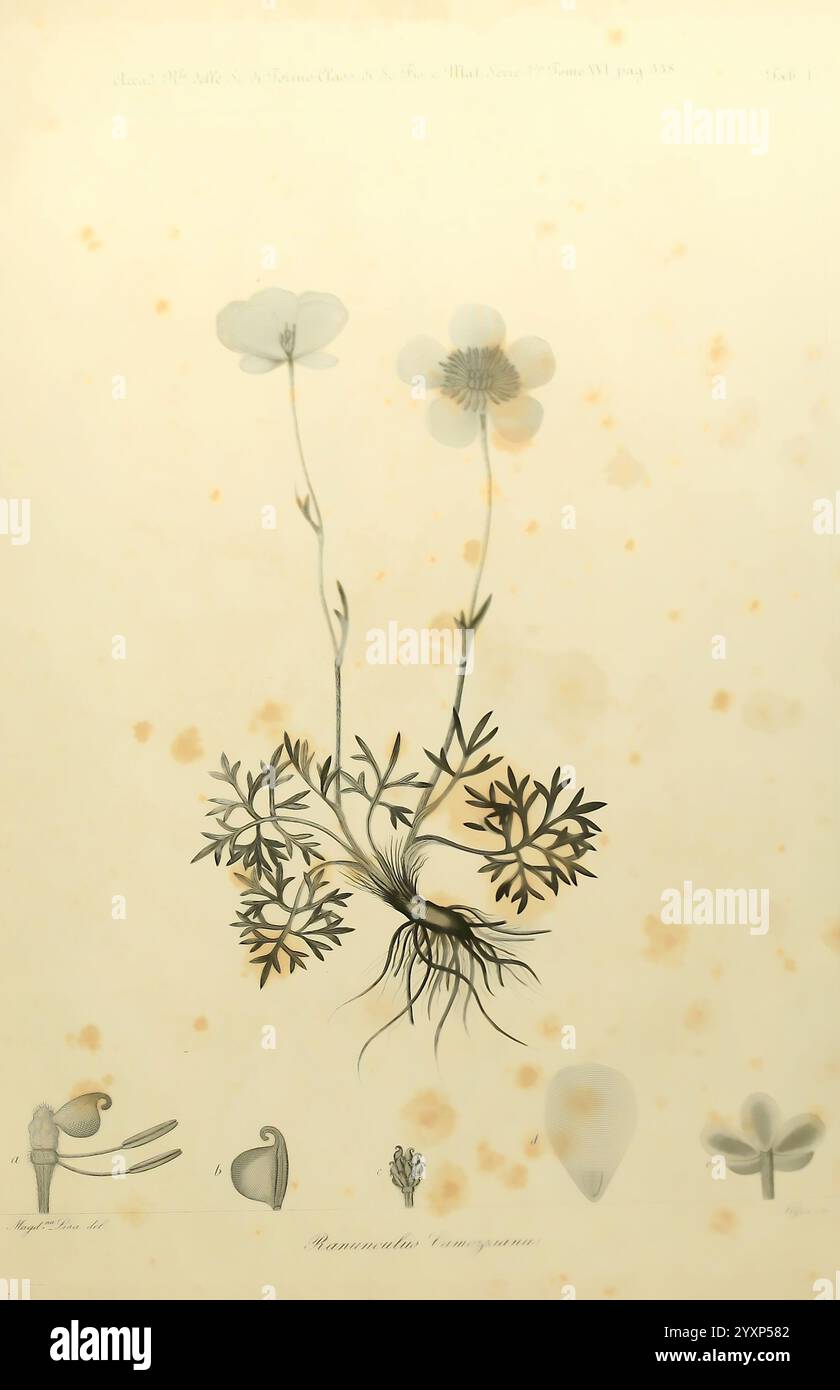 Pale root system hi-res stock photography and images - Alamy