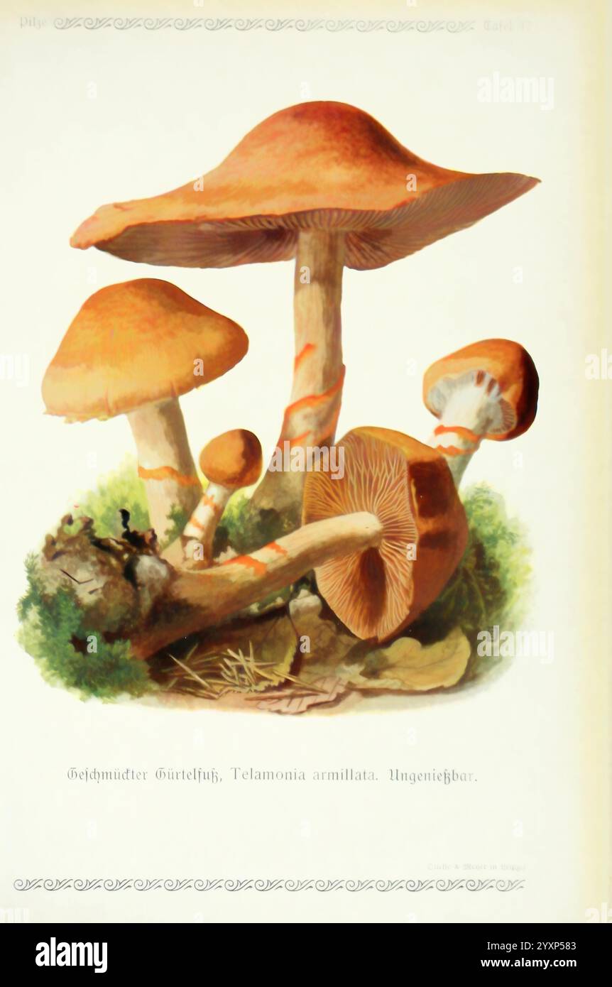 Several prominent specimens hi-res stock photography and images - Alamy