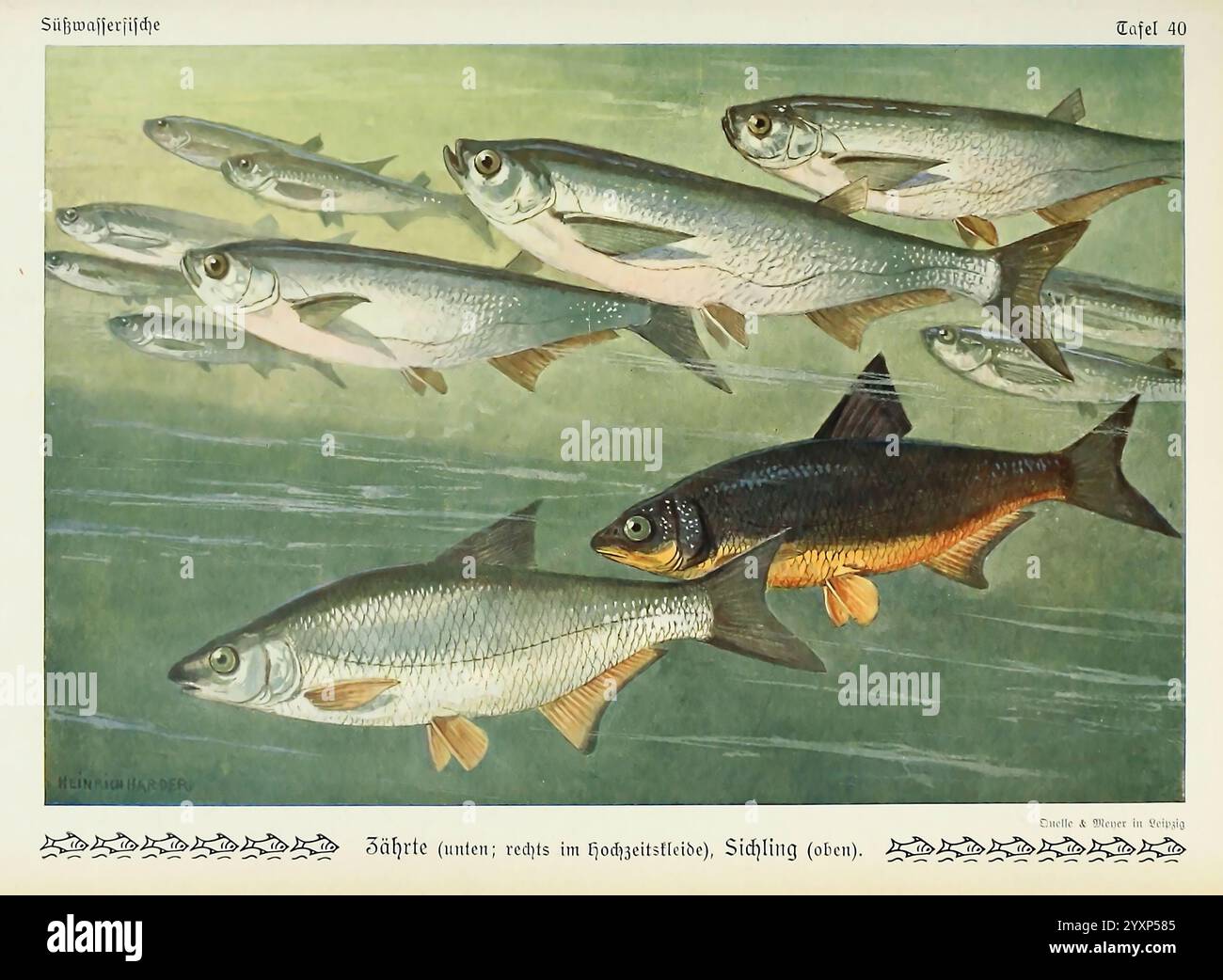 Top half displays lighter colored fish hi-res stock photography and ...