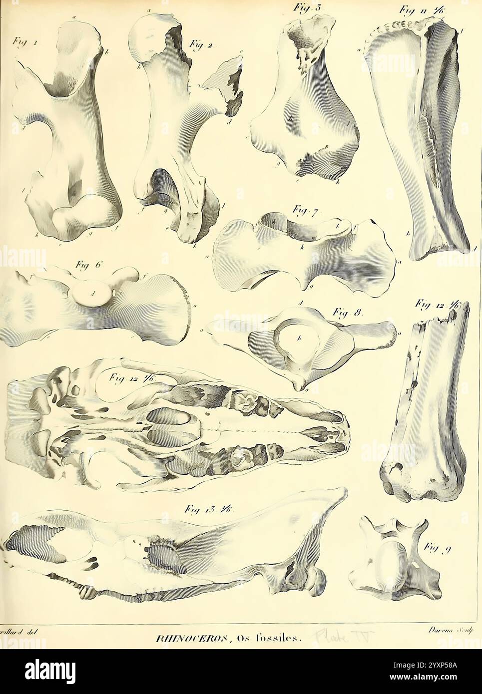 Rhinoceross skeletal framework hi-res stock photography and images - Alamy