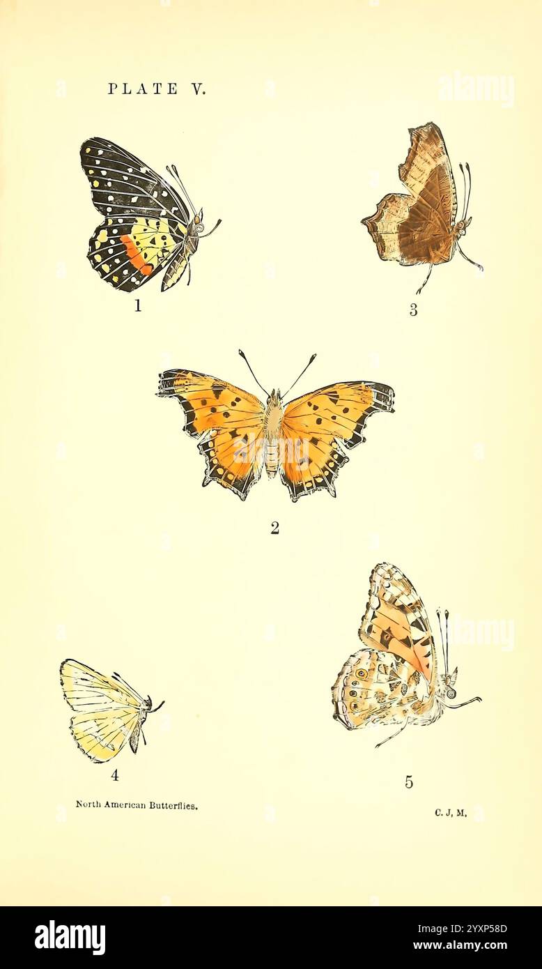 A manual of North American butterflies Boston De Wolfe Fiske & Co. 1891 ...