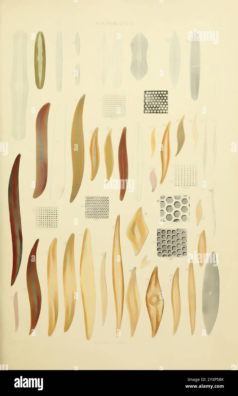 Diatom category Stock Photos & Images from Alamy