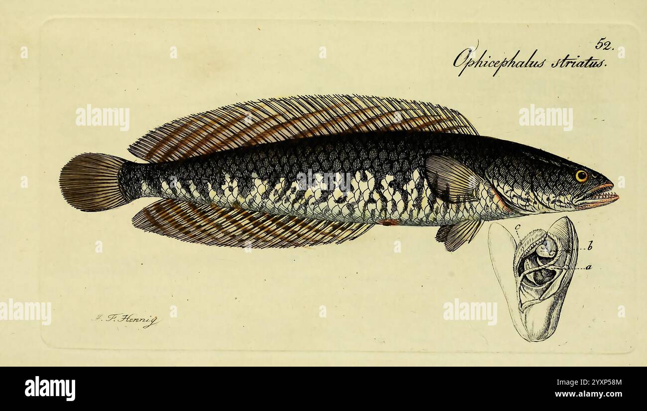 Commissum hi-res stock photography and images - Alamy