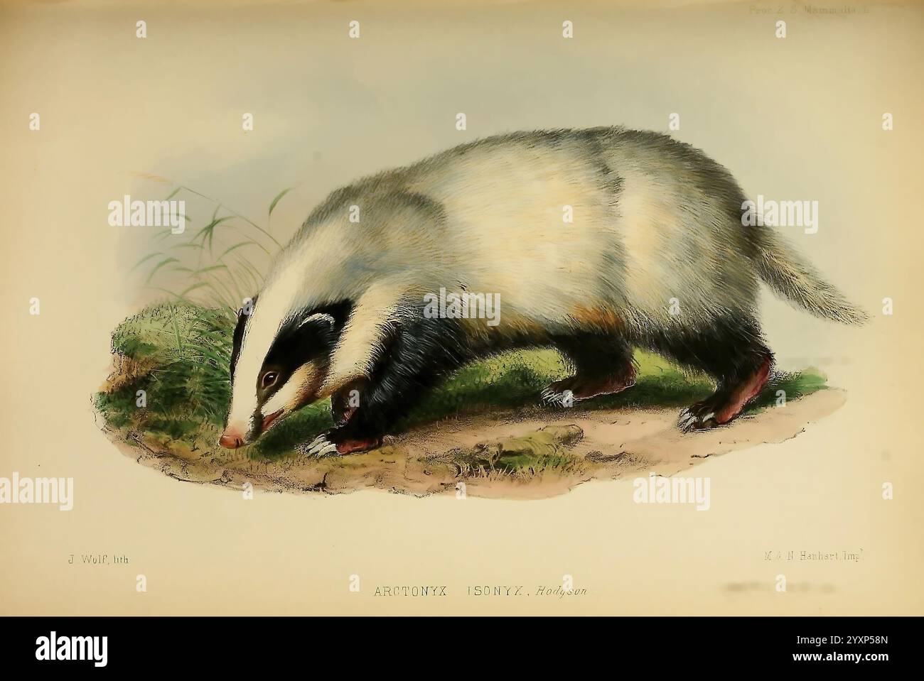 Hint of scientific classification hi-res stock photography and images ...