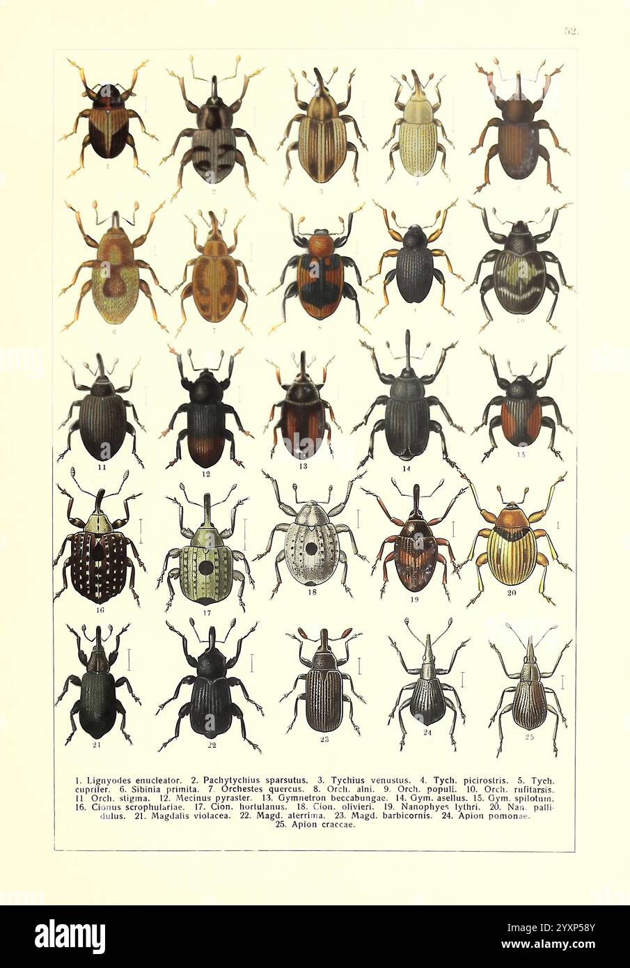 Exoskeletons reveal hi-res stock photography and images - Alamy