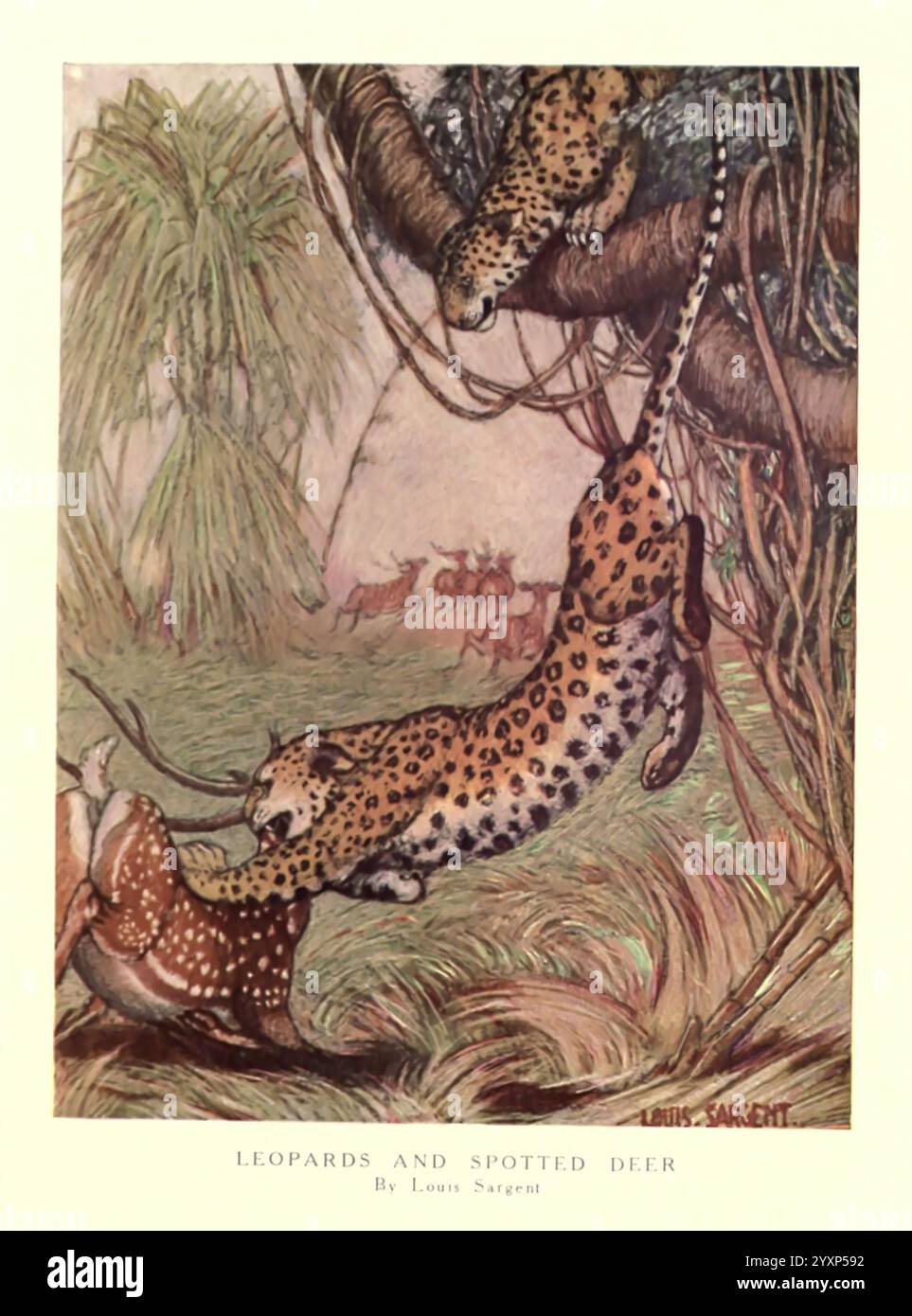 Leopards vibrant spots contrast hi-res stock photography and images - Alamy