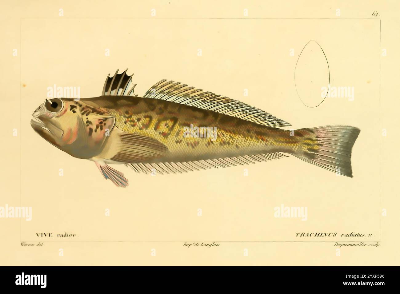 Histoire naturelle des poissons, Paris, Chez F. G. Levrault, 1828-1849 ...