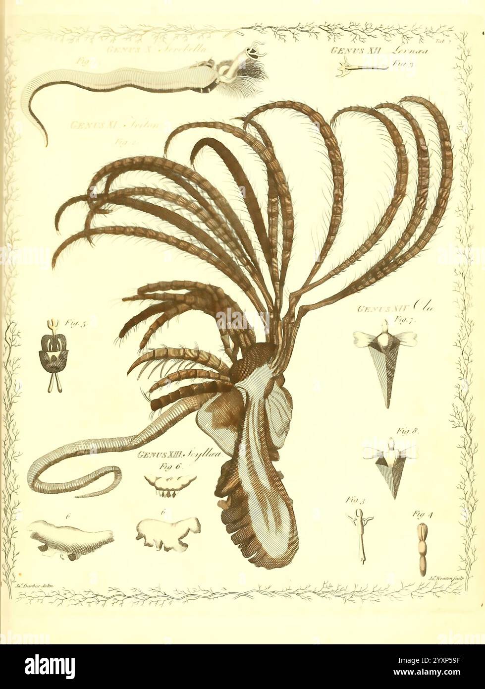 Lernaea asellina hi-res stock photography and images - Alamy