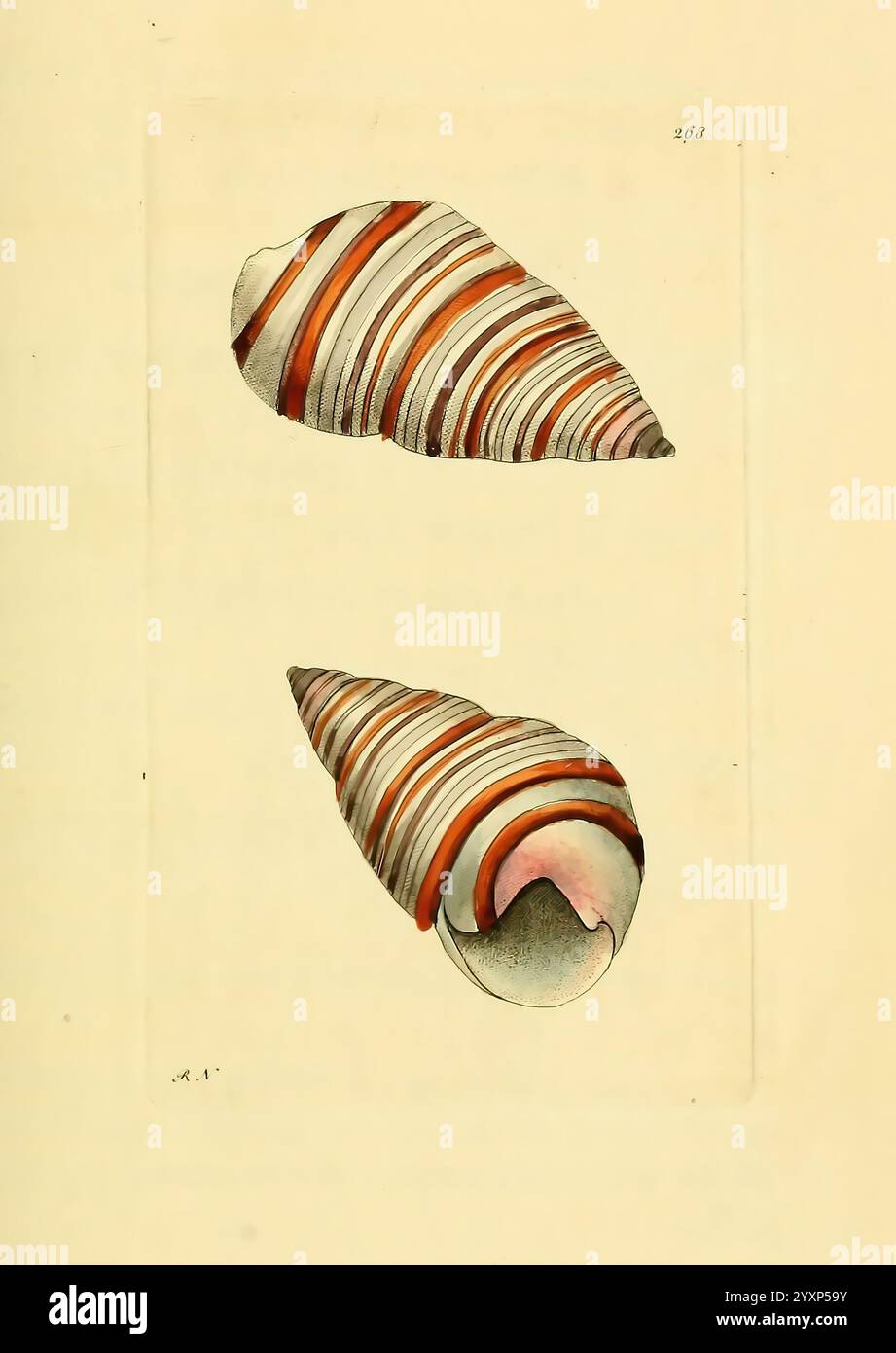Intricately detailed spiral shells hi-res stock photography and images ...