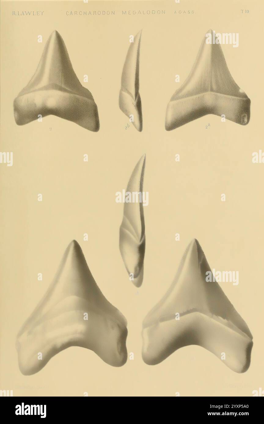 Sharks distinctive morphology hi-res stock photography and images - Alamy